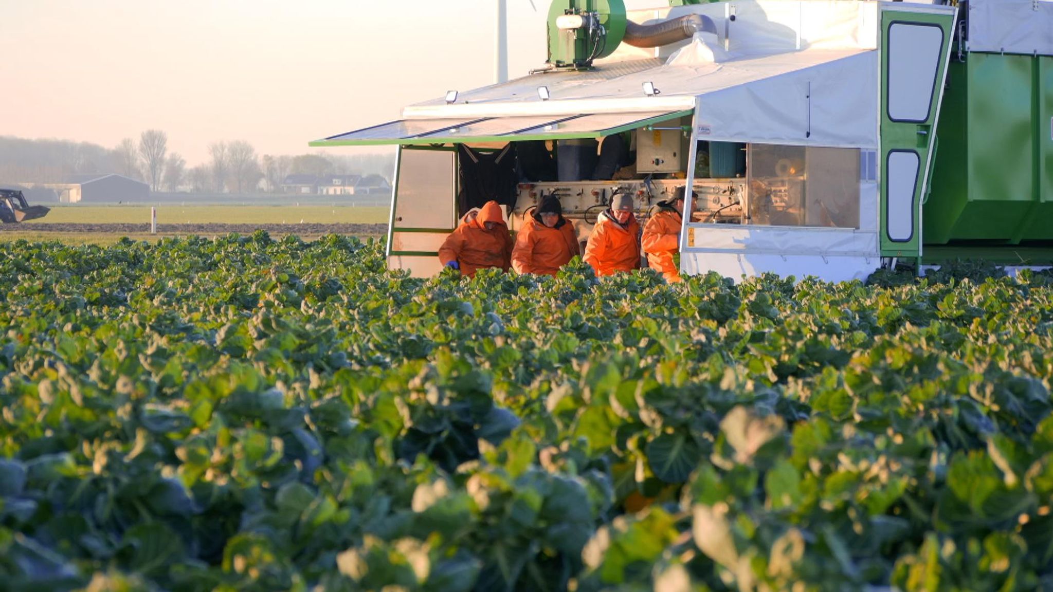 'I think about sprouts every day': Inside the Dutch factory growing ...