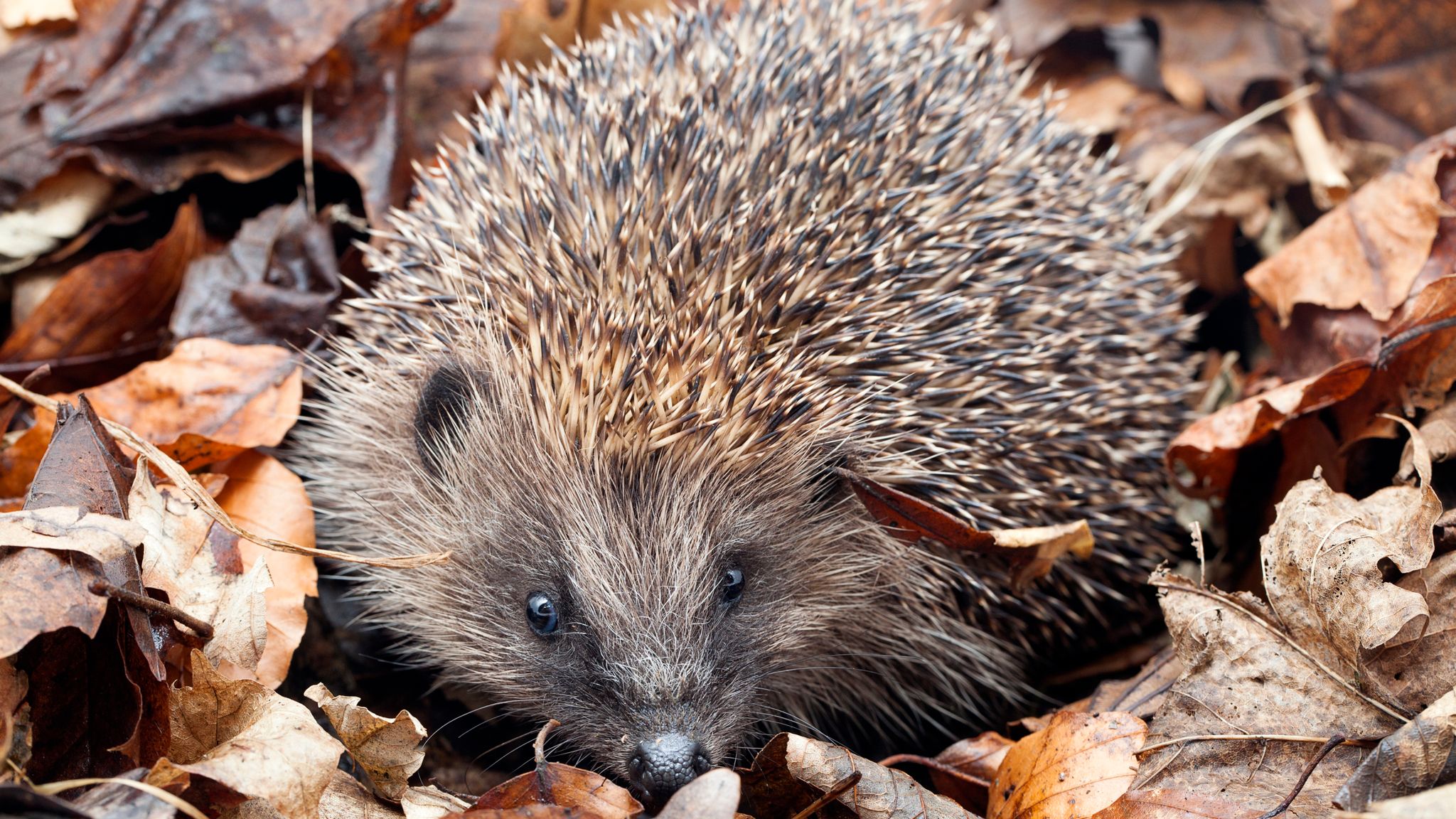 COP15: Climate-style deal demanded to halt nature loss and avert survival crisis | Sky News