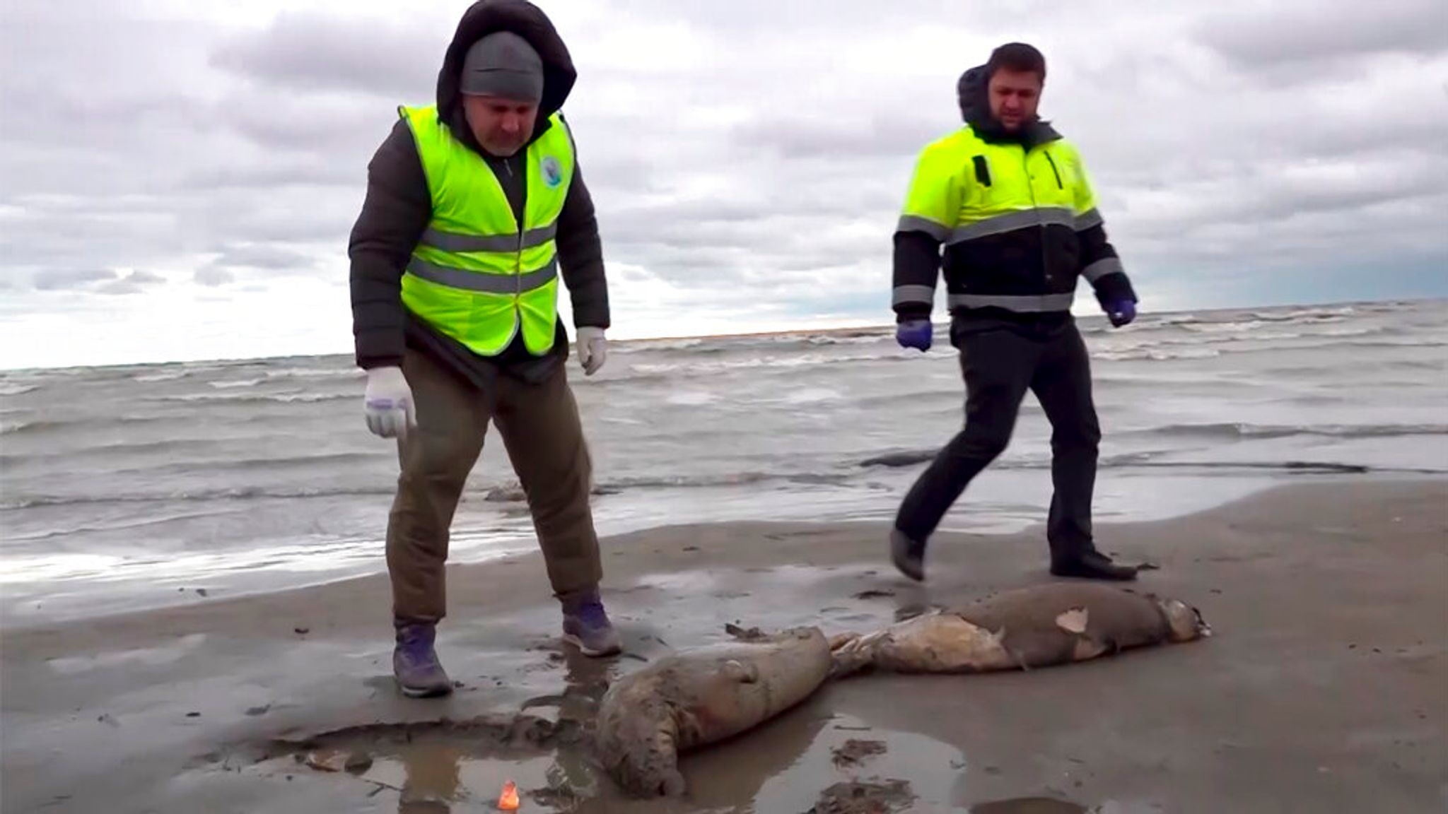 Bodies of 1,700 dead seals found along Russia's Caspian coast | World ...