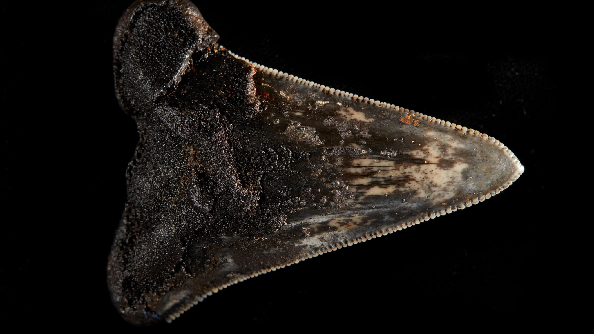 Shark graveyard containing hundreds of teeth discovered in Indian Ocean ...