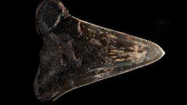 Shark graveyard containing hundreds of teeth discovered in Indian Ocean ...