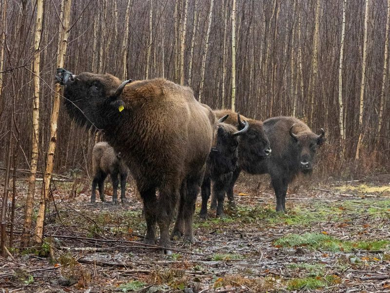 European Bison Bull
