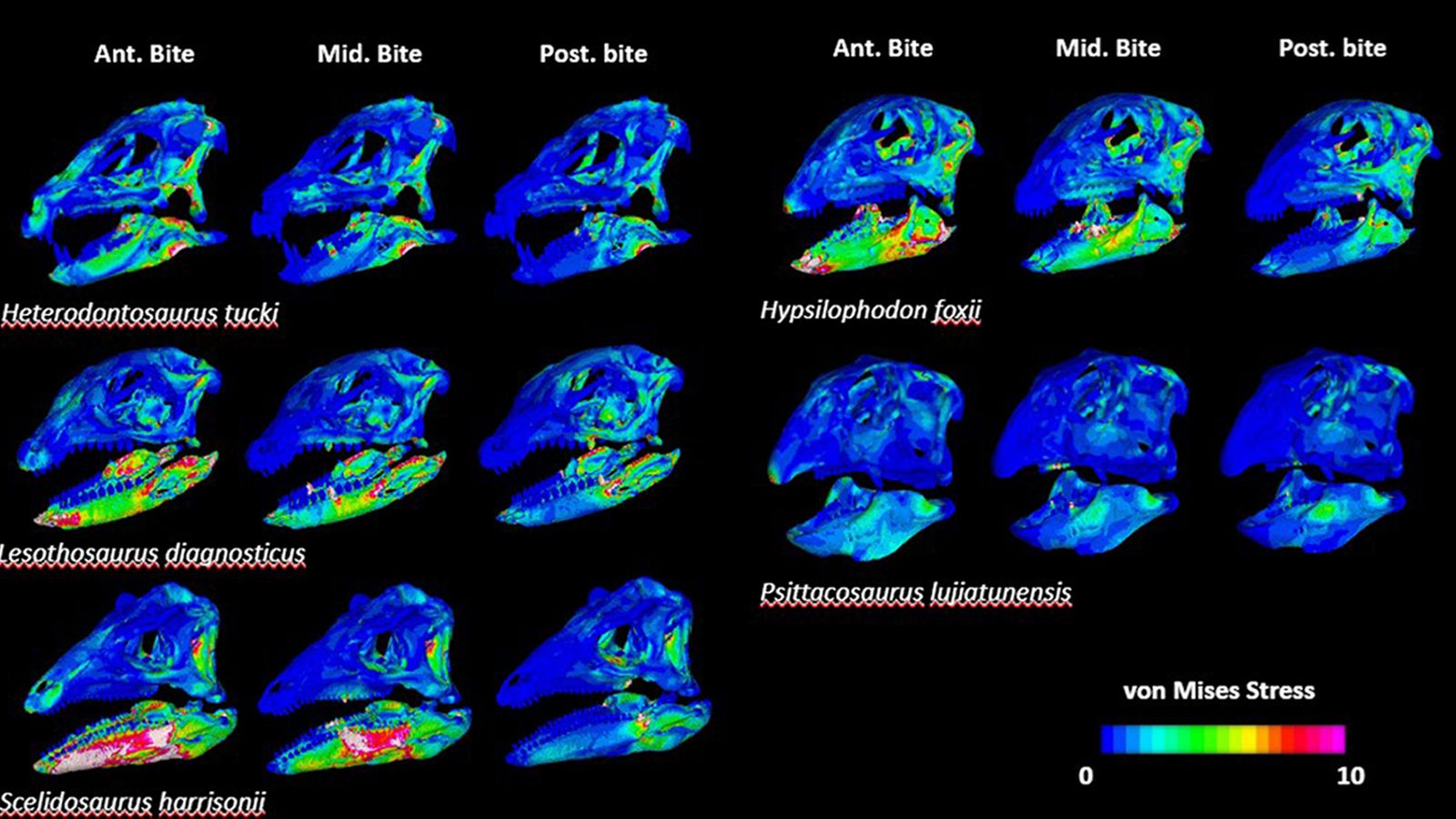 'Surprising variation' in how plant-eating dinosaurs ate their food ...