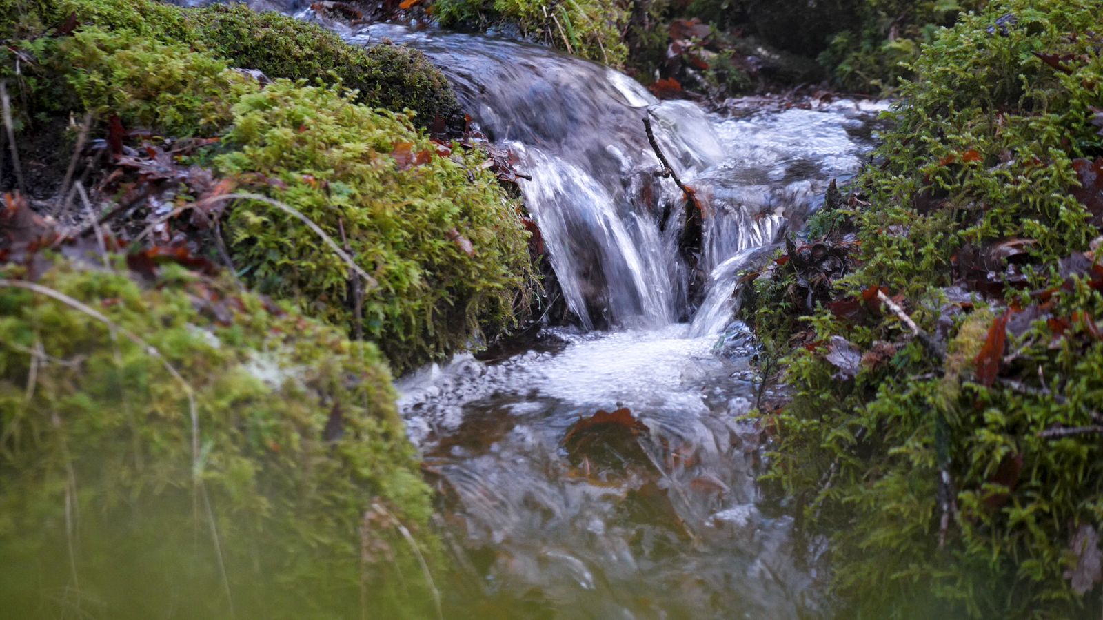 'Hidden gems': Rainforests still exist in the UK - here's where you can ...