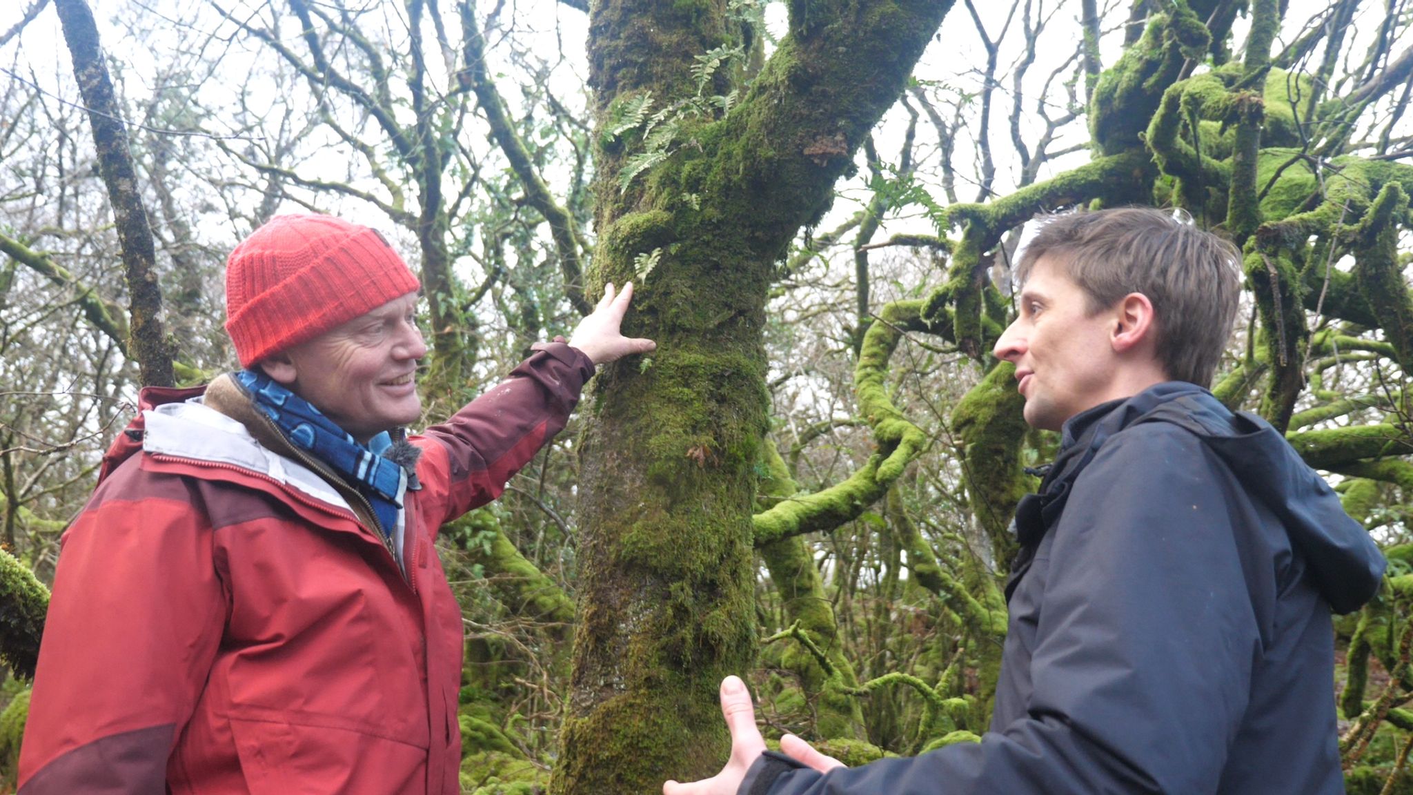 'Hidden gems': Rainforests still exist in the UK - here's where you can ...