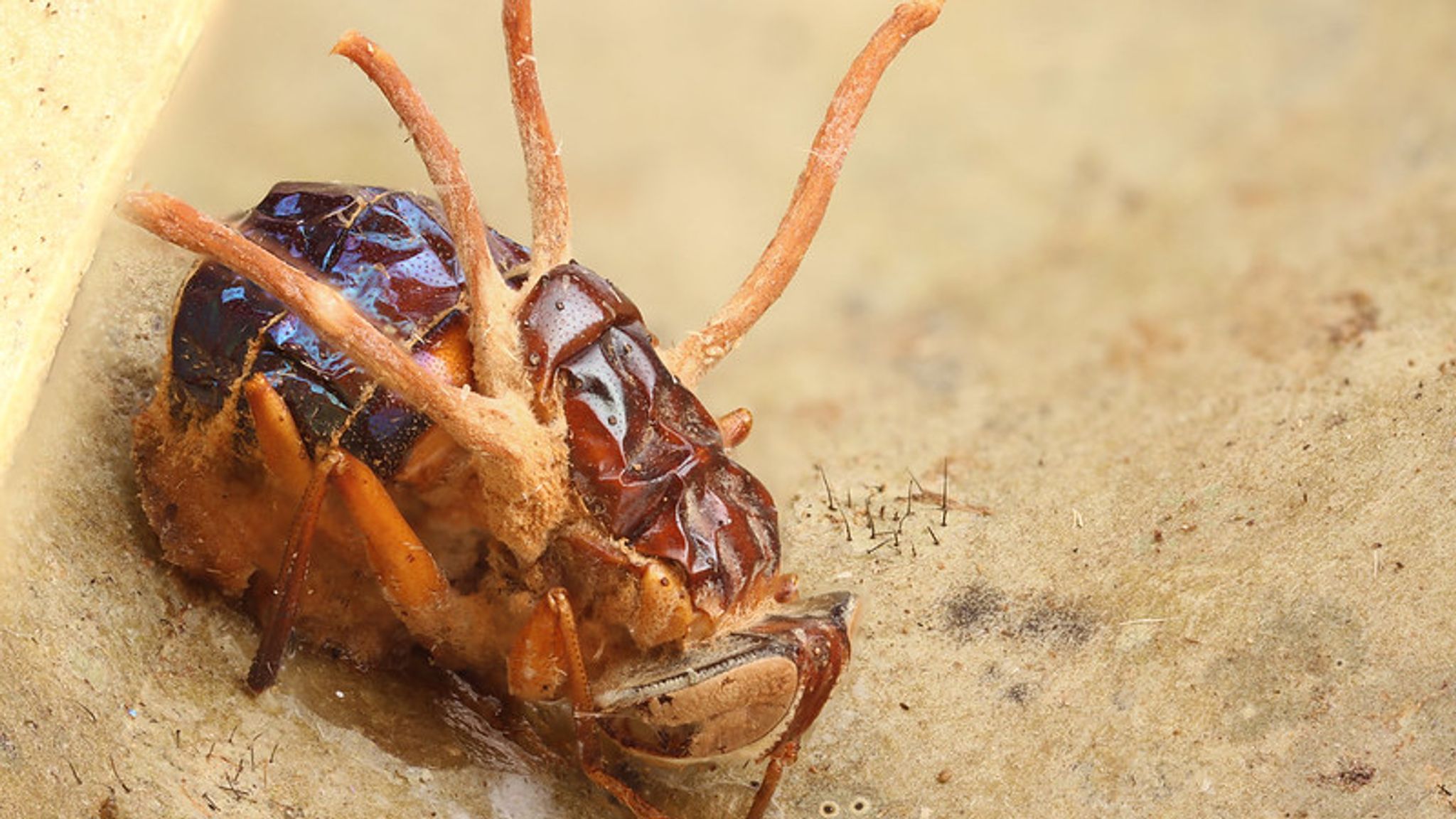 The Last Of Us: The science behind the real 'zombie' fungus - and is it ...