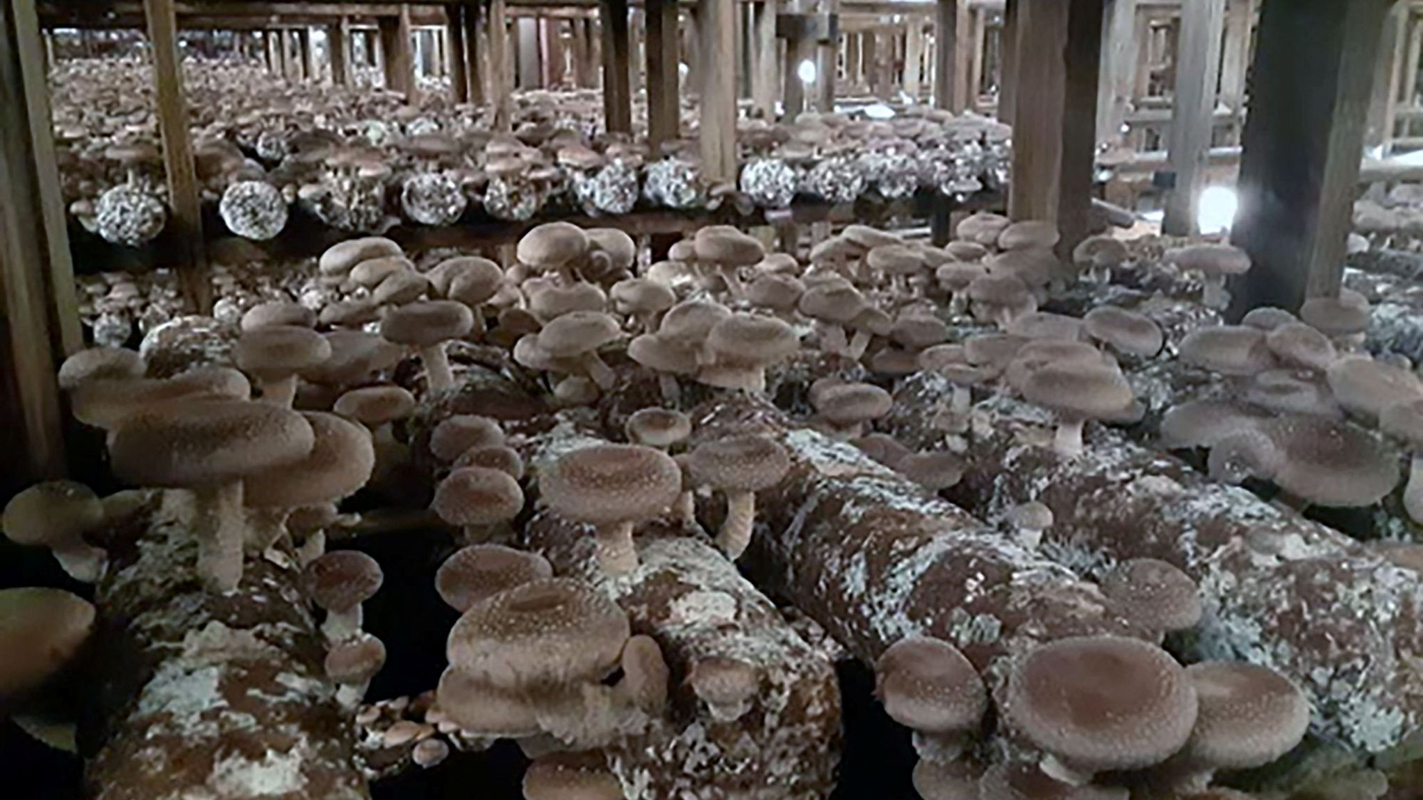 Half Moon Bay shootings: Farmworker accused of killing seven colleagues ...