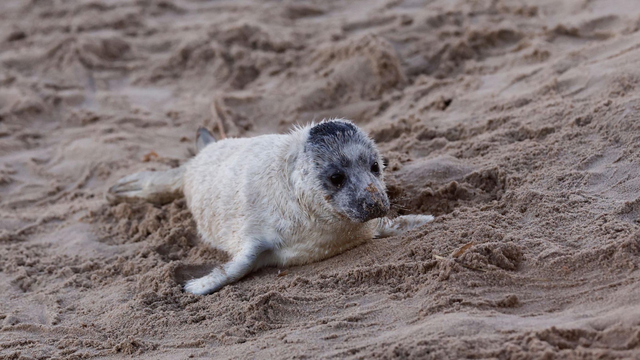 Seal pup population soars along stretch of Norfolk coast - with almost ...