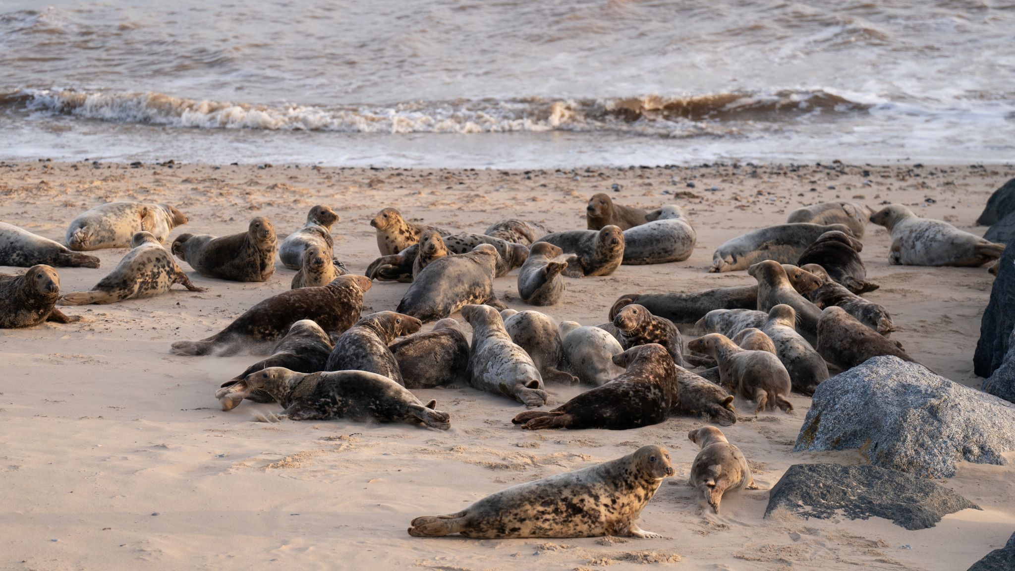 Seal pup population soars along stretch of Norfolk coast - with almost ...