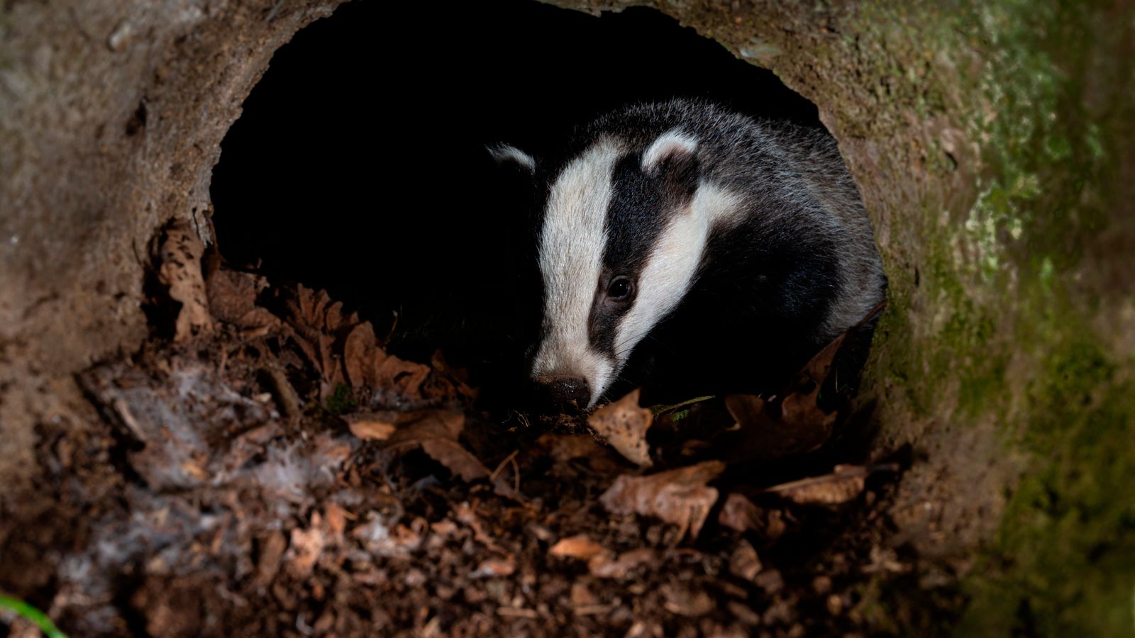 Scrapping over scraps: Animals clash over leftover food in urban ...