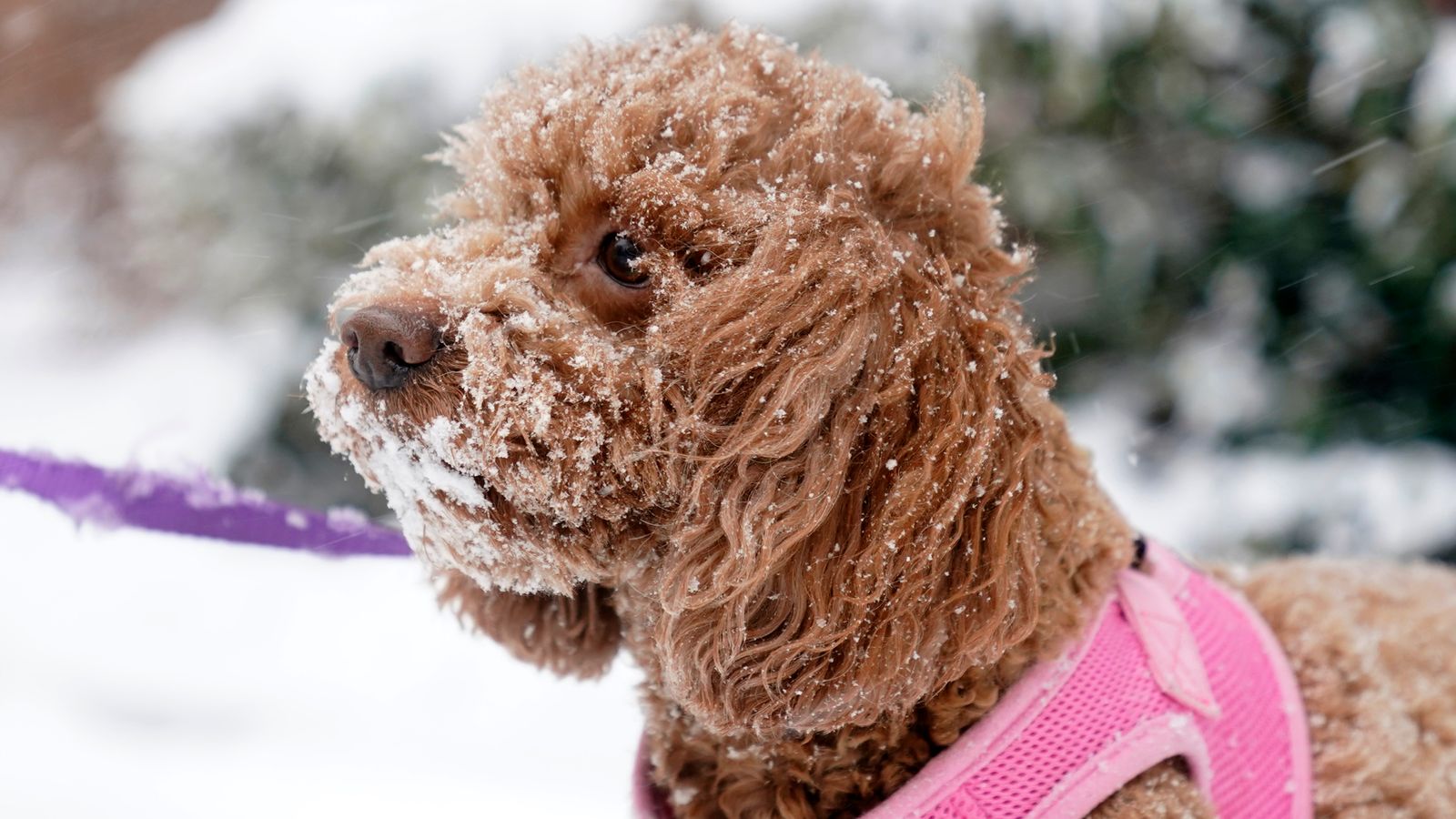 'Designer dogs' and animal abuse inquiry launched after pet ownership soared during pandemic ...