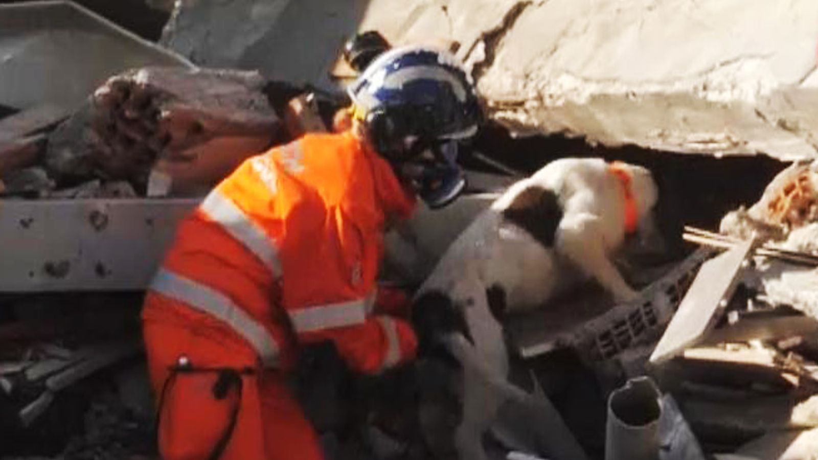 Turkey-Syria earthquake: British rescue dogs helping search for survivors in Turkey | World News ...