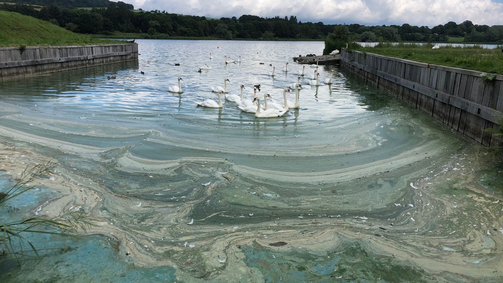 Ranger team mobilised after suspected bird flu outbreak kills 20 swans ...