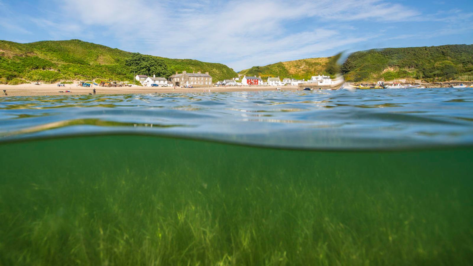 Planting begins on UK's biggest seagrass restoration project off North ...