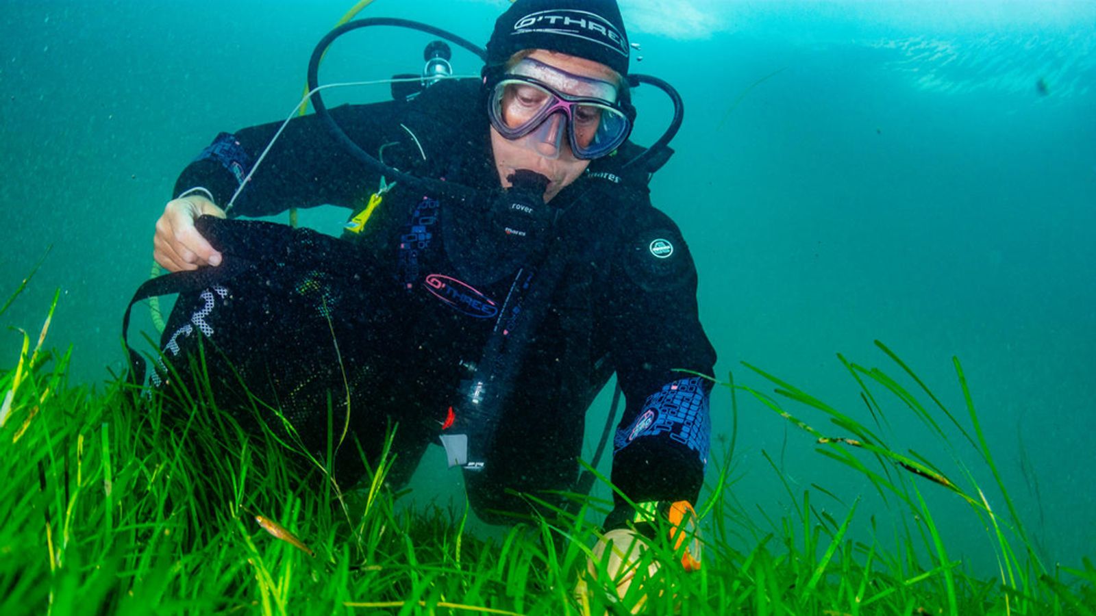 Planting begins on UK's biggest seagrass restoration project off North ...