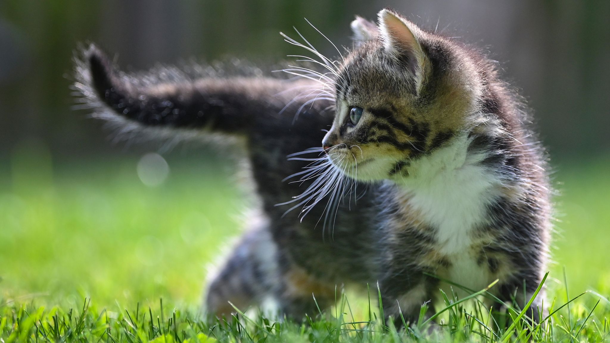 Scrapping over scraps: Animals clash over leftover food in urban ...