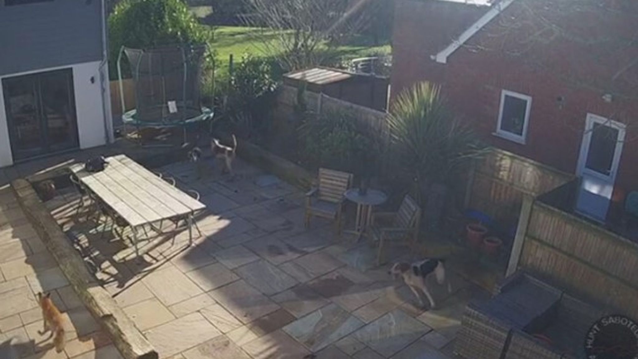 Norfolk: Three men arrested after dogs kill fox in private garden | UK ...