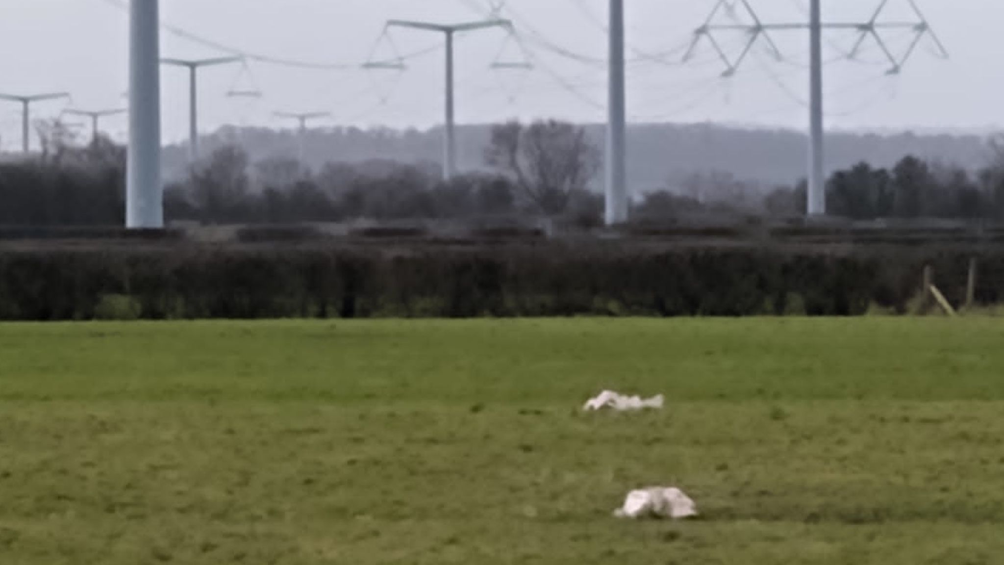 Five swans killed after flying into Hinkley power lines | UK News | Sky ...
