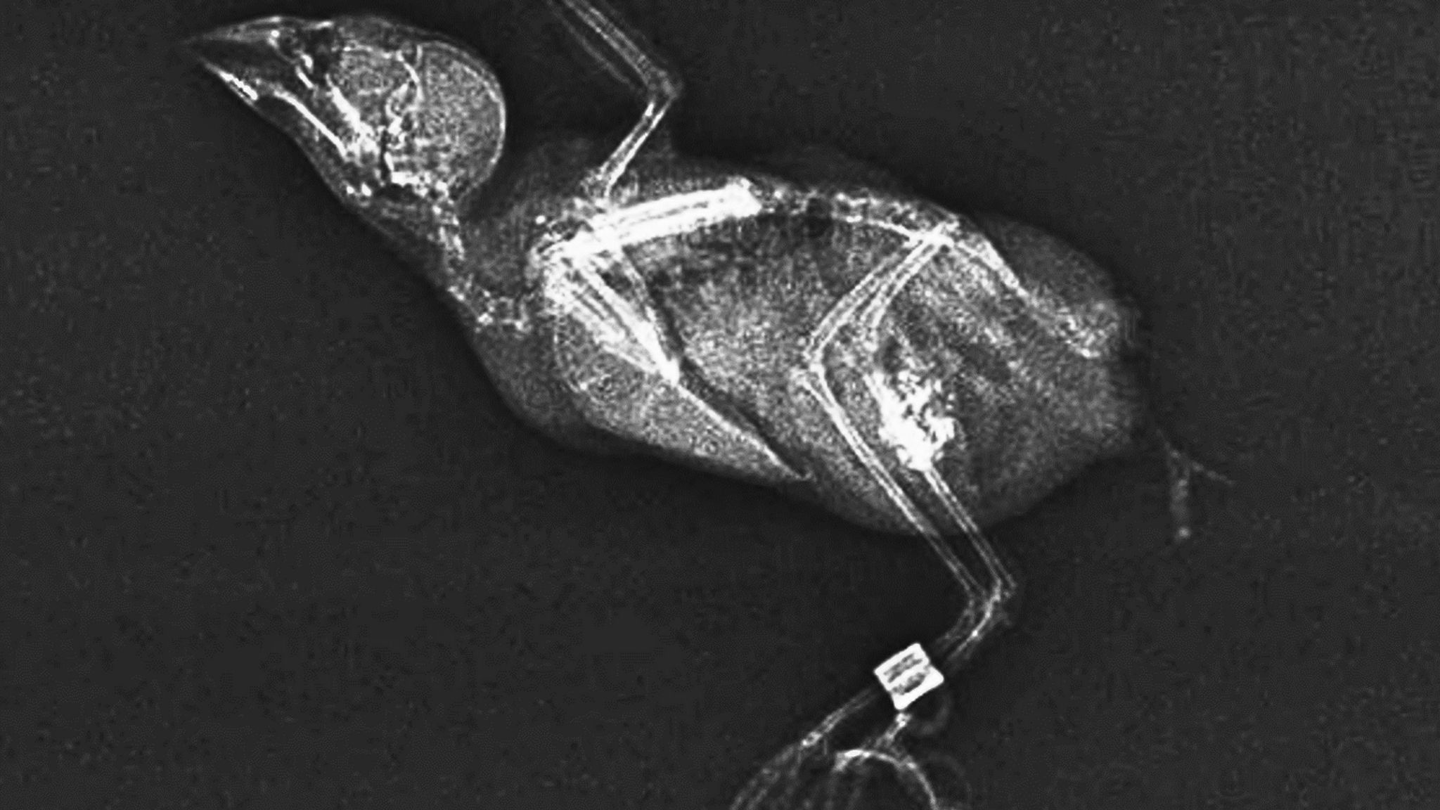 London Zoo's X-rays of exotic animals is a see-through showcase of last ...