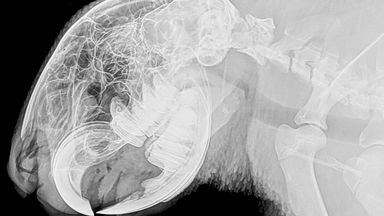 London Zoo's X-rays of exotic animals is a see-through showcase of last ...