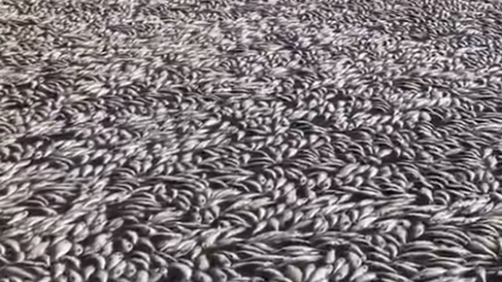 Australia mass fish deaths: Slick of bodies blanket surface of major ...