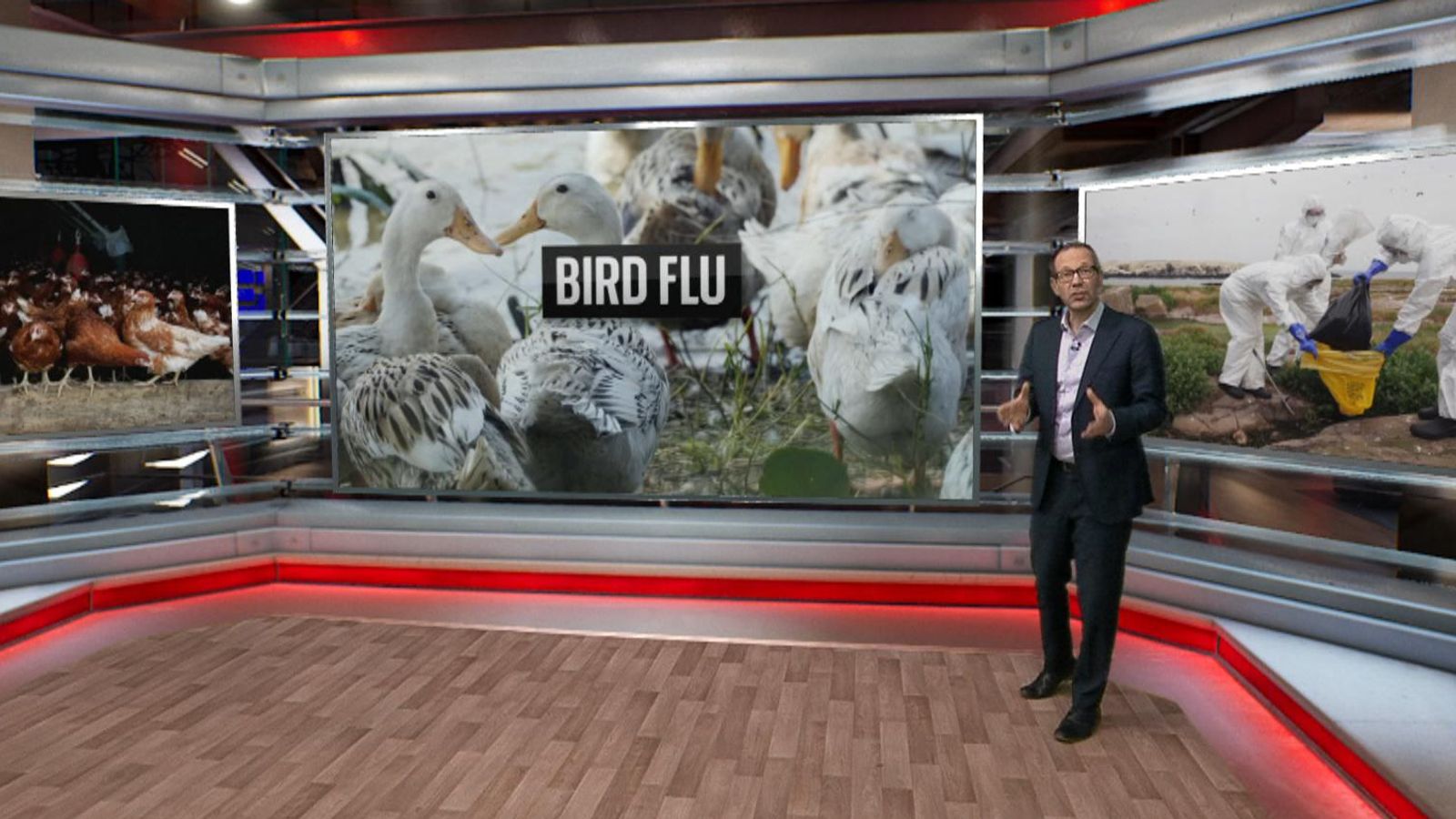 Bird flu: Could it be the next pandemic to hit humans? | World News ...