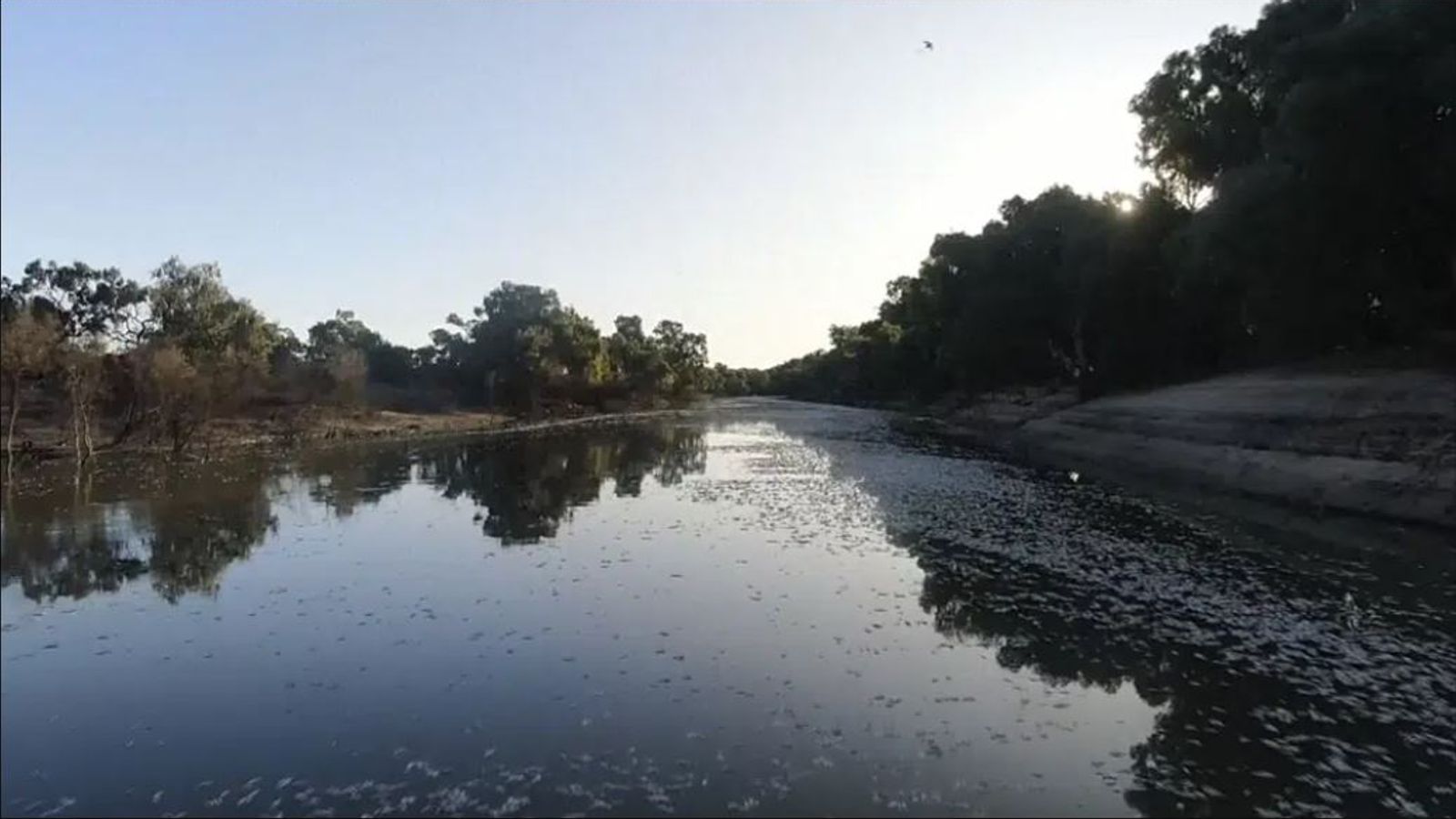 Australian police say removing millions of dead fish from Darling River ...