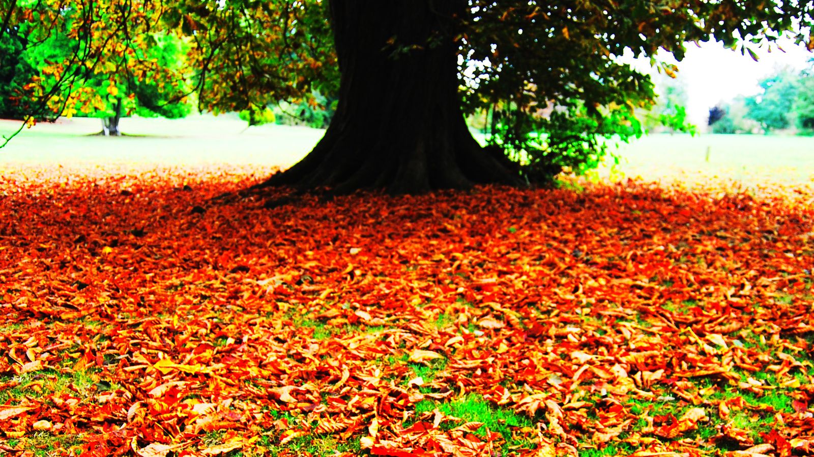 Why hot weather has triggered 'mast year' with big crop of acorns ...
