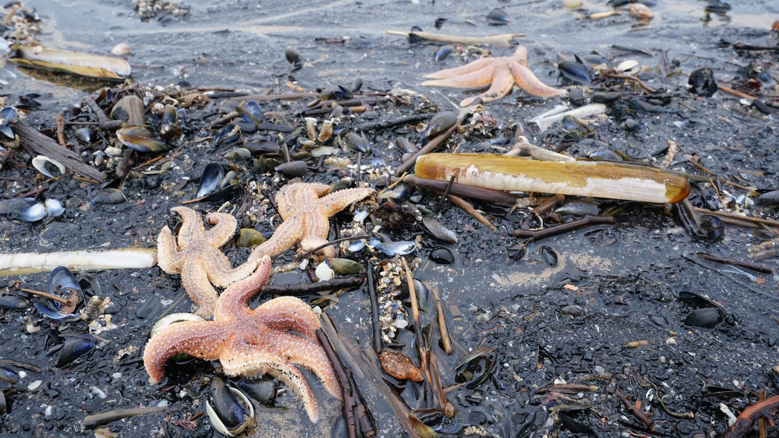 Thousands of dead shellfish wash up on North Yorkshire coast | UK News ...