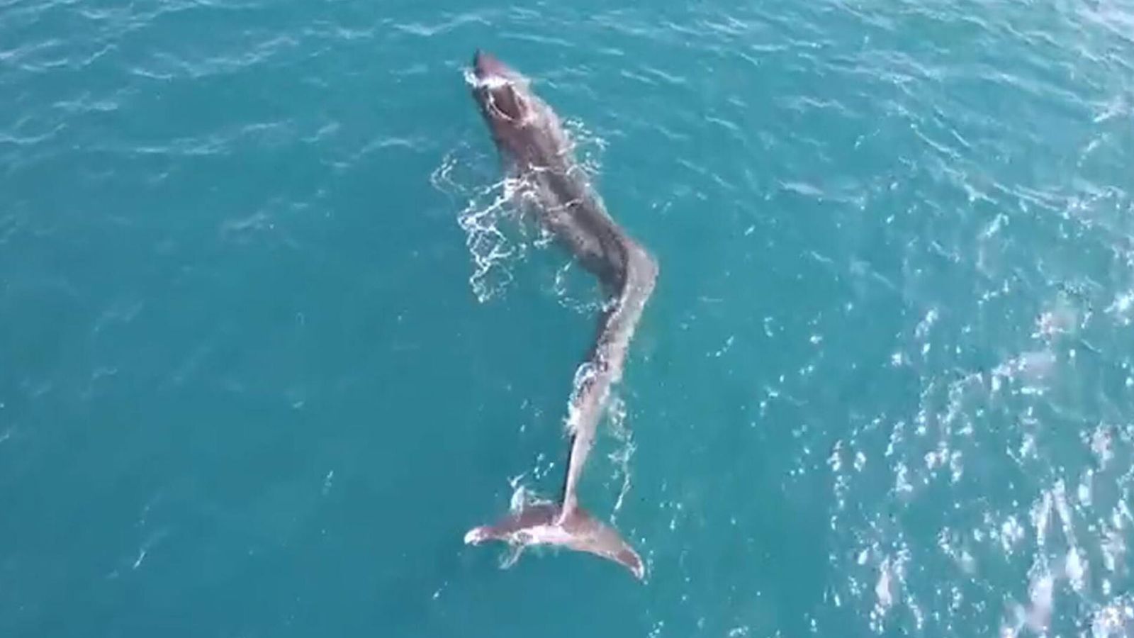 Whale with deformed spine spotted off the coast of Cullera in eastern ...