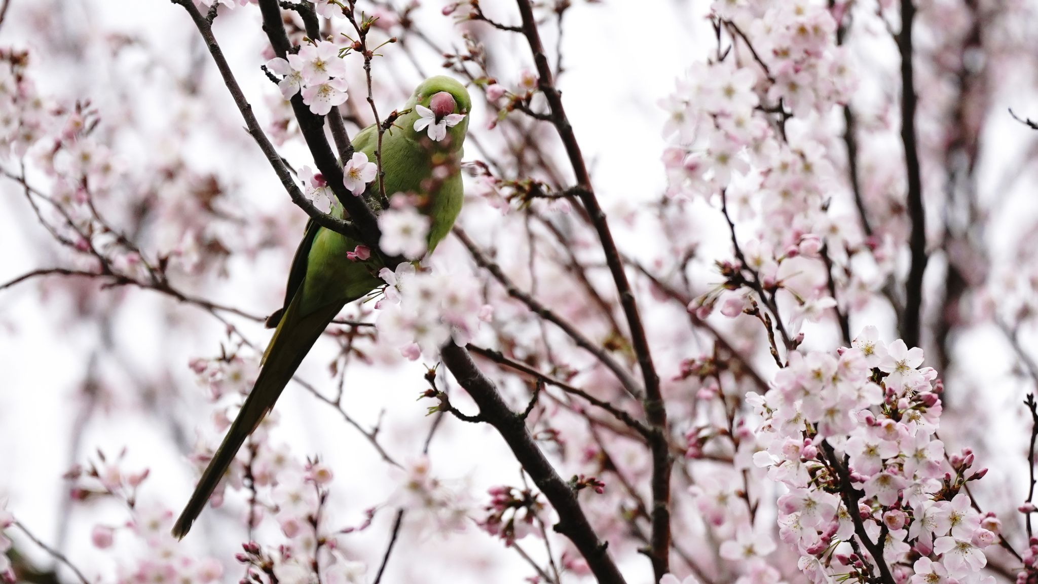 UK set to be treated to 'truly incredible show' of spring blossom | UK ...