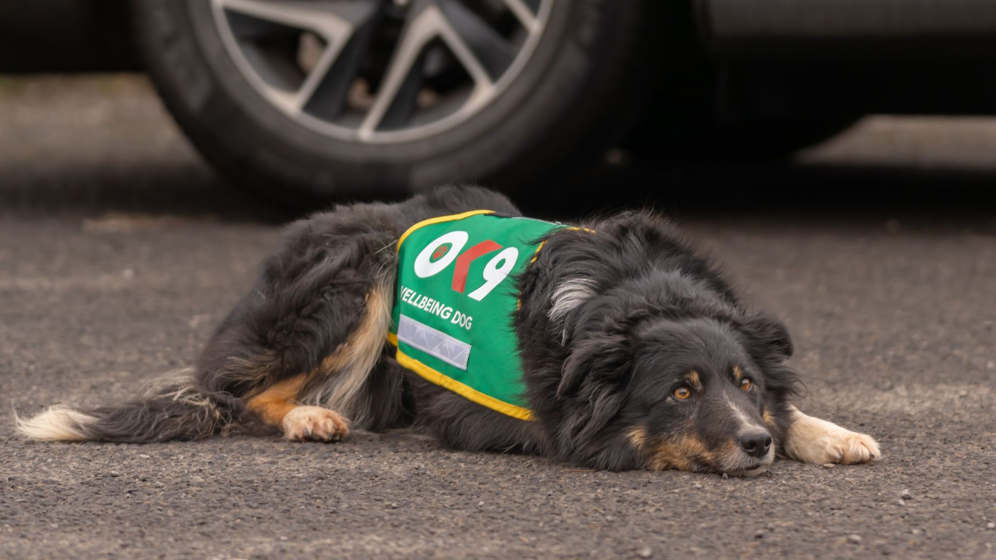 First UK-based Welsh Ambulance Service joins Wellbeing and Trauma ...