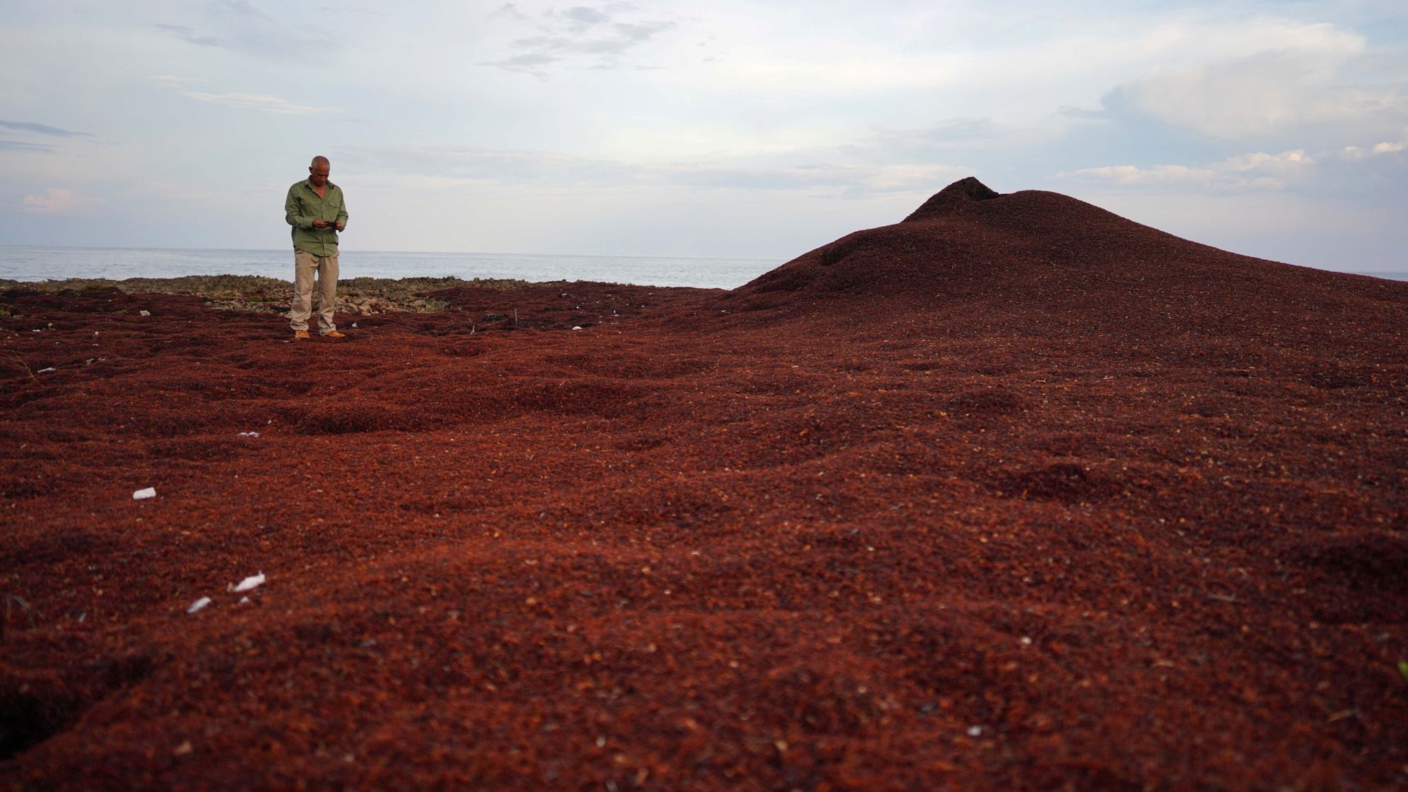 Huge seaweed bloom that can be seen from space threatening beaches in ...