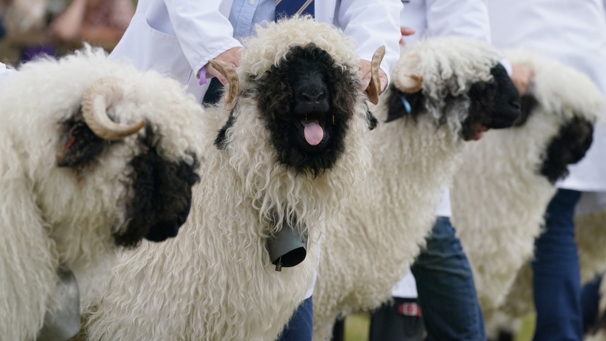 PETA demands Royal Highland Show ditch animal displays for 'turnip ...