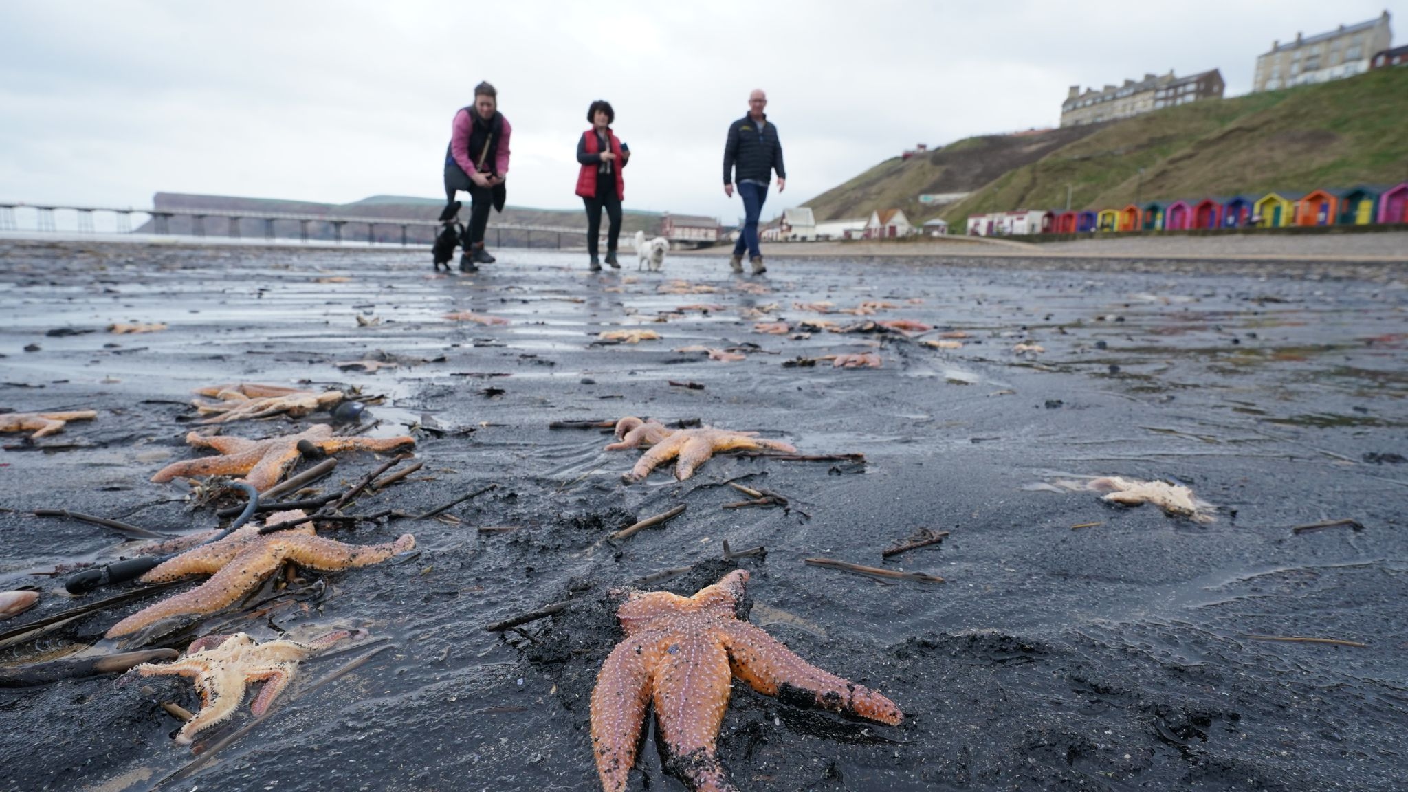 Thousands of dead shellfish wash up on North Yorkshire coast | UK News ...