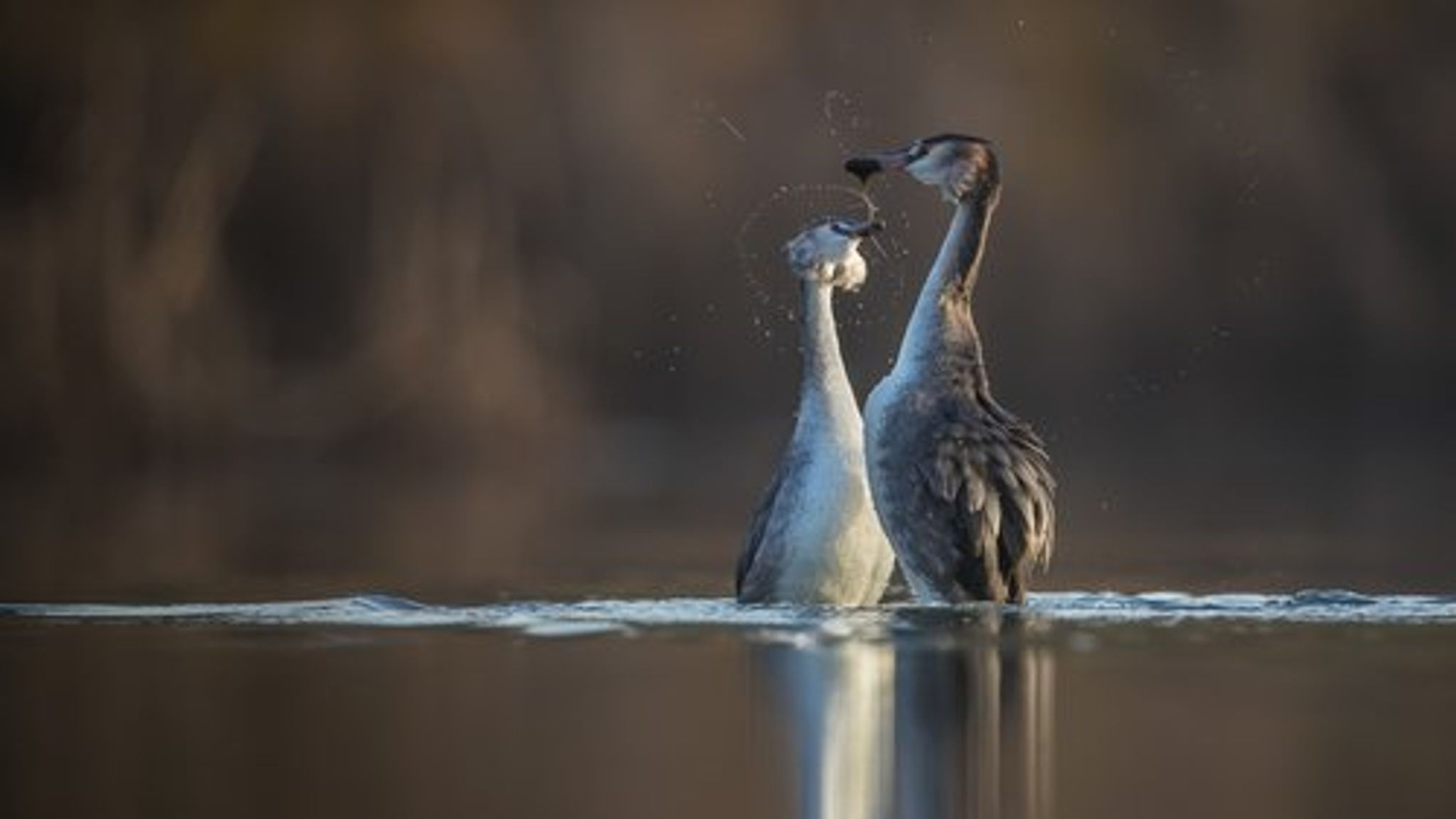 British Wildlife Photography Awards: This year's winning pictures | UK ...