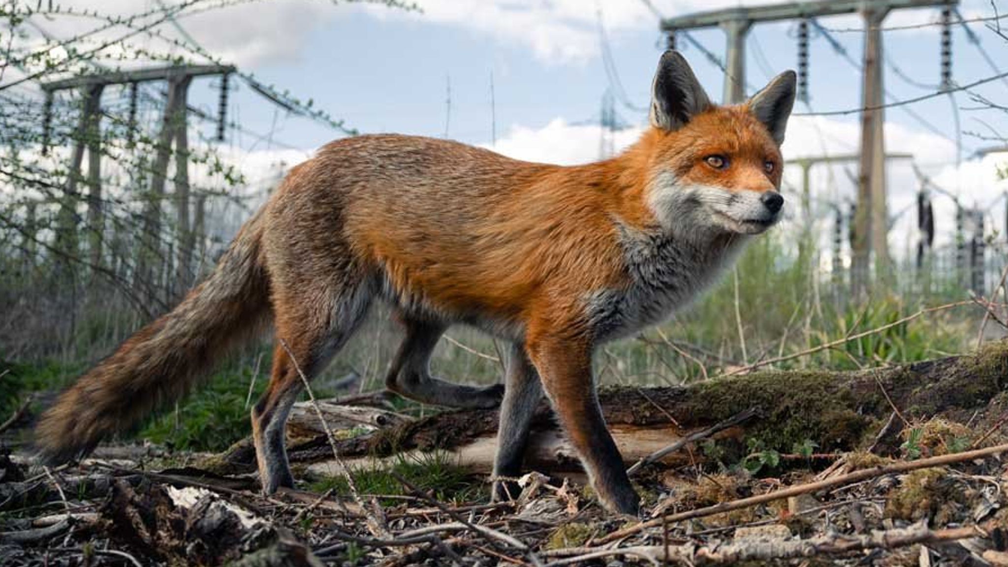 British Wildlife Photography Awards: This year's winning pictures | UK ...