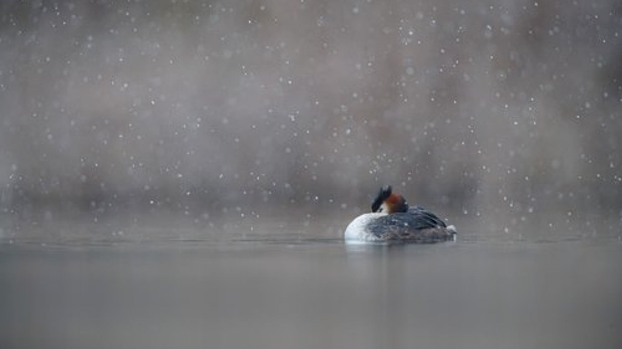 British Wildlife Photography Awards: This year's winning pictures | UK ...
