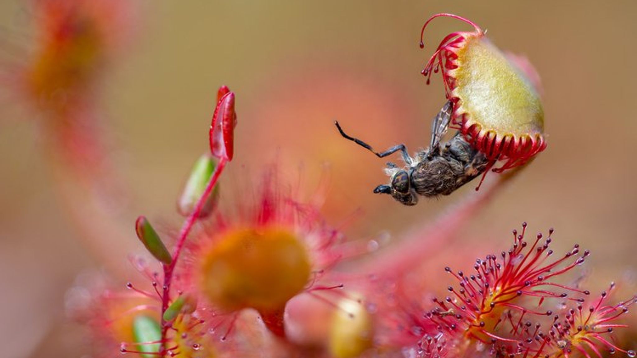 British Wildlife Photography Awards: This year's winning pictures | UK ...
