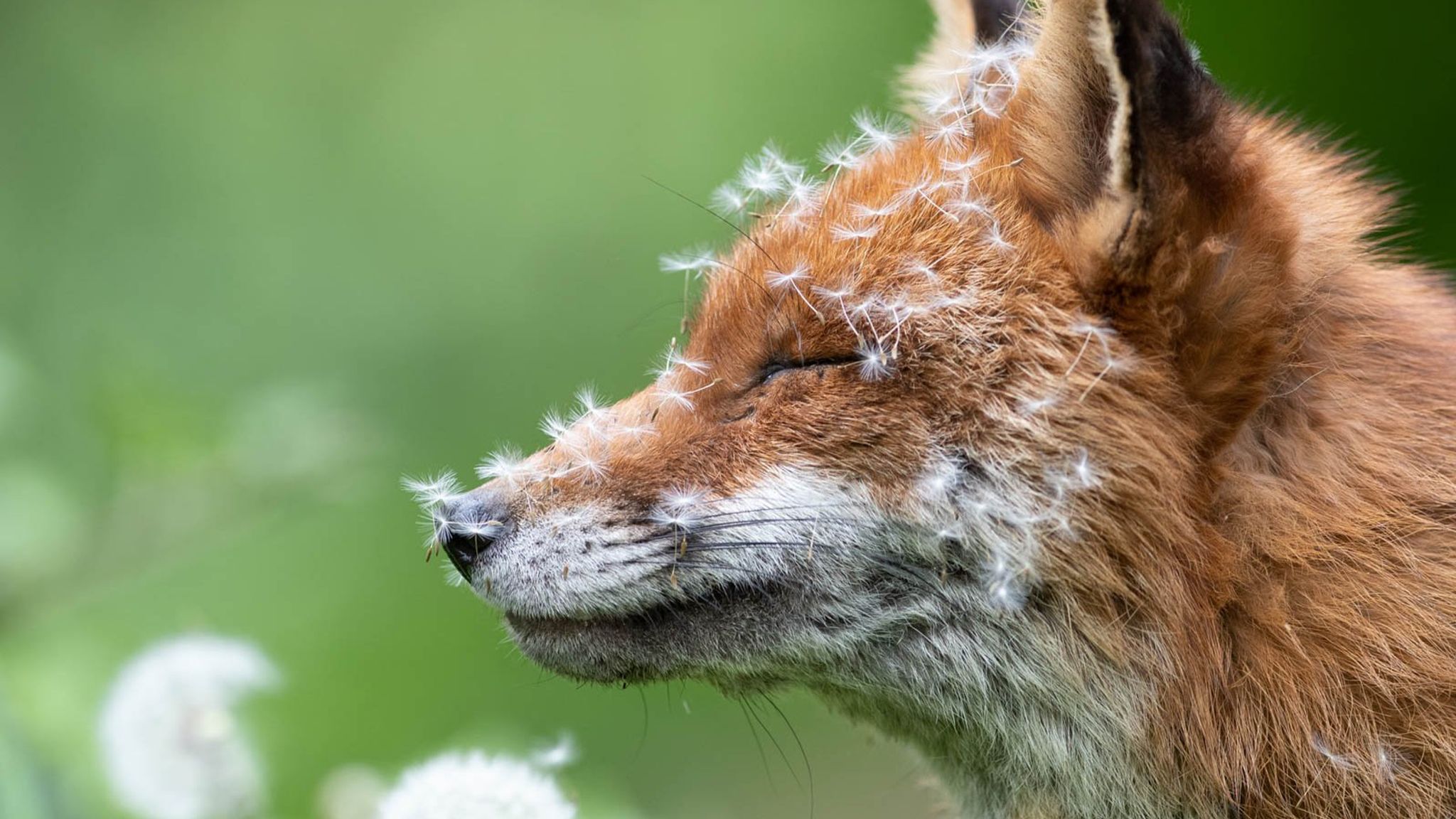 British Wildlife Photography Awards: This year's winning pictures | UK ...