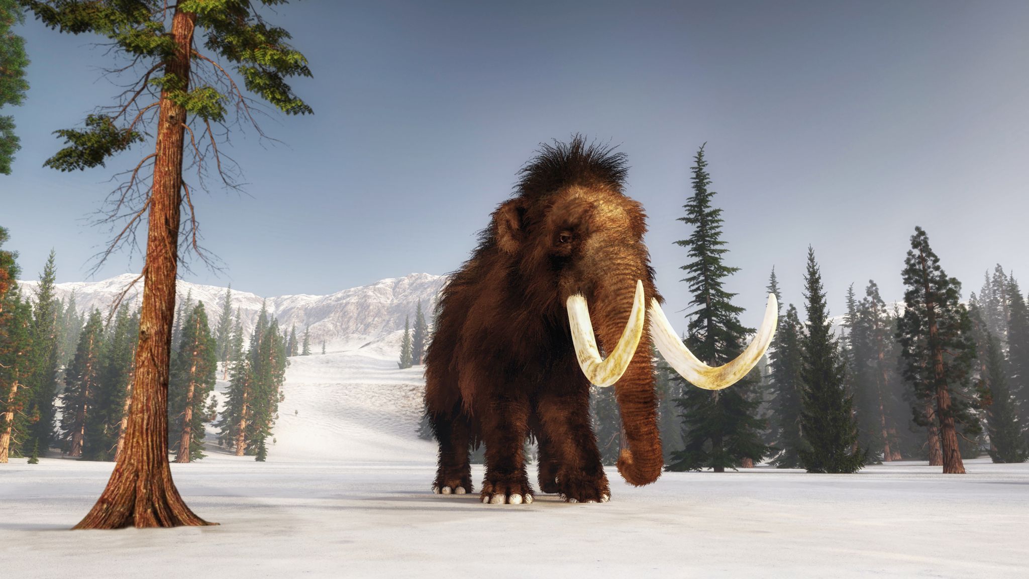 Woolly mammoth meatball - would you eat one? | Science, Climate & Tech ...