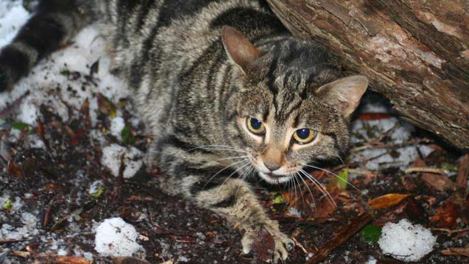 Cat killing competition for children cancelled in New Zealand after ...