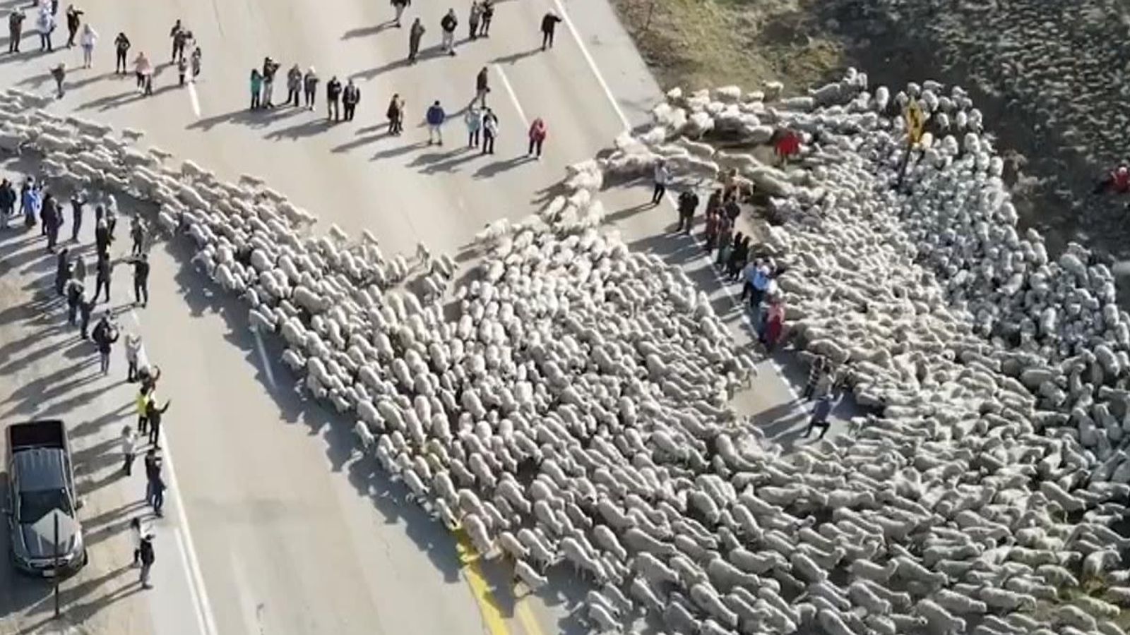 2,600 sheep are herded along road in Idaho | US News | Sky News