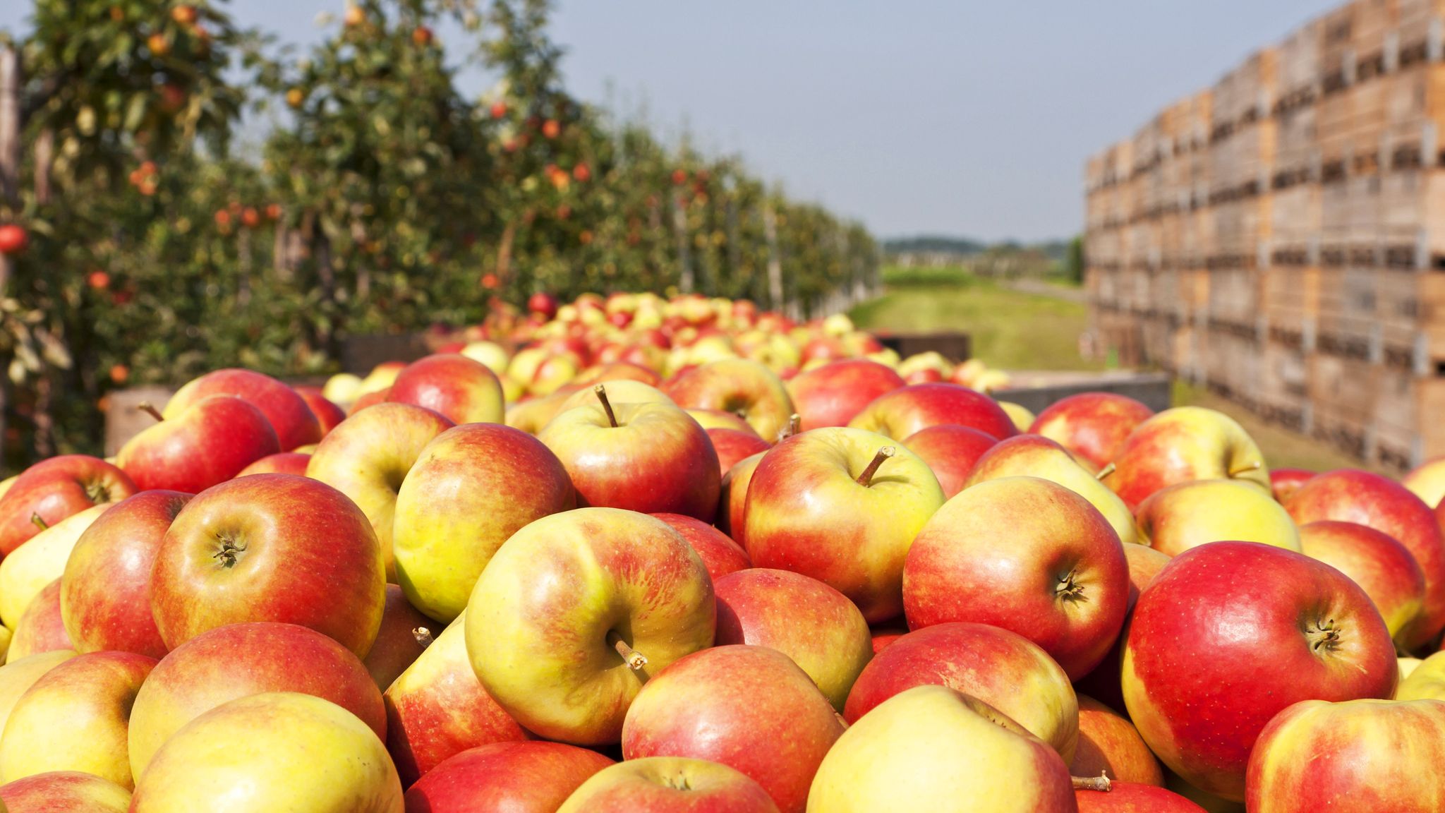 British apples under threat: How Brexit, supermarkets and the cost of ...