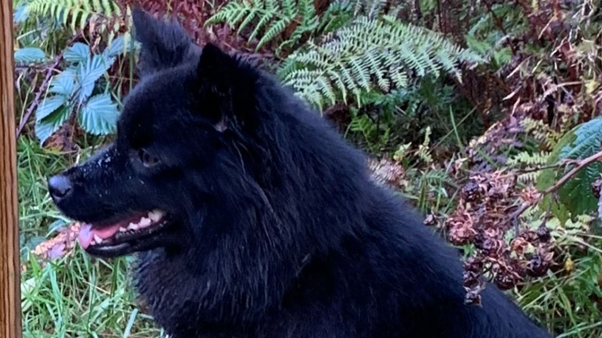 Police 'very concerned' about welfare of missing dog walker in ...