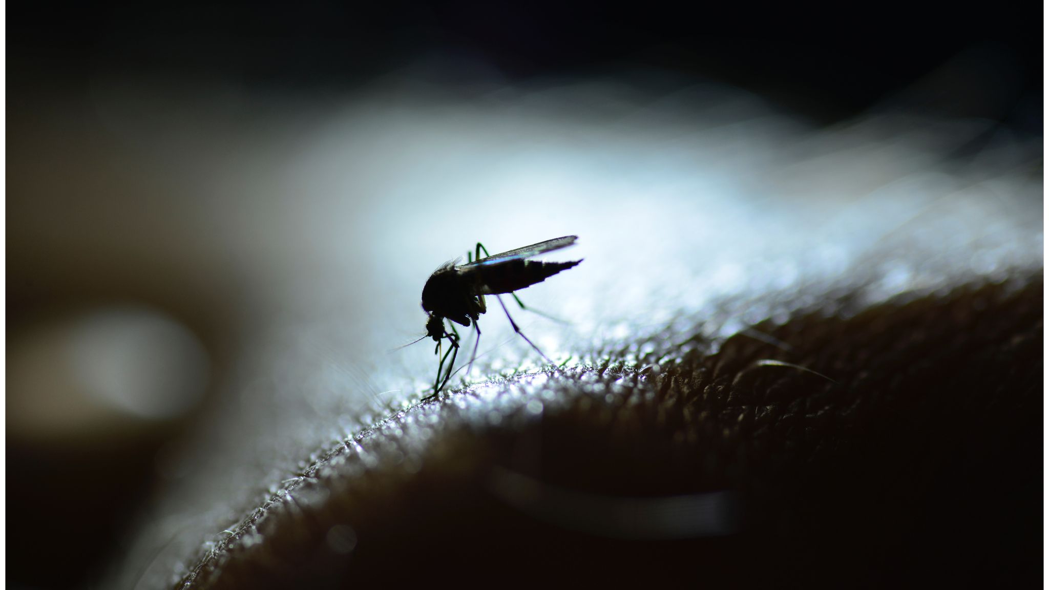 Dengue fever: What is it and how does it spread? | World News | Sky News