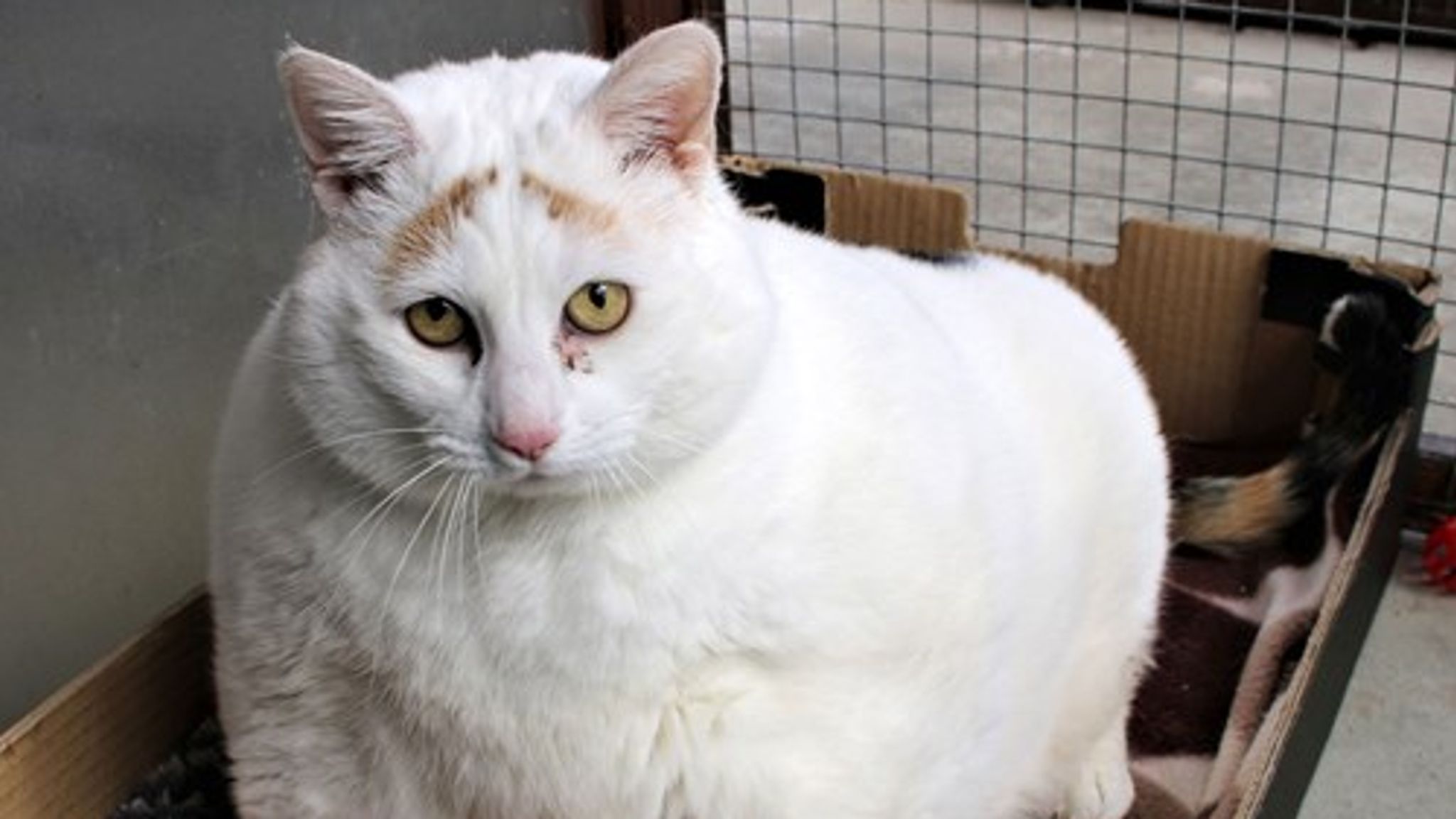 Bridgend: 'Extremely obese' cat who could 'barely walk' lost 4.5kg in a ...