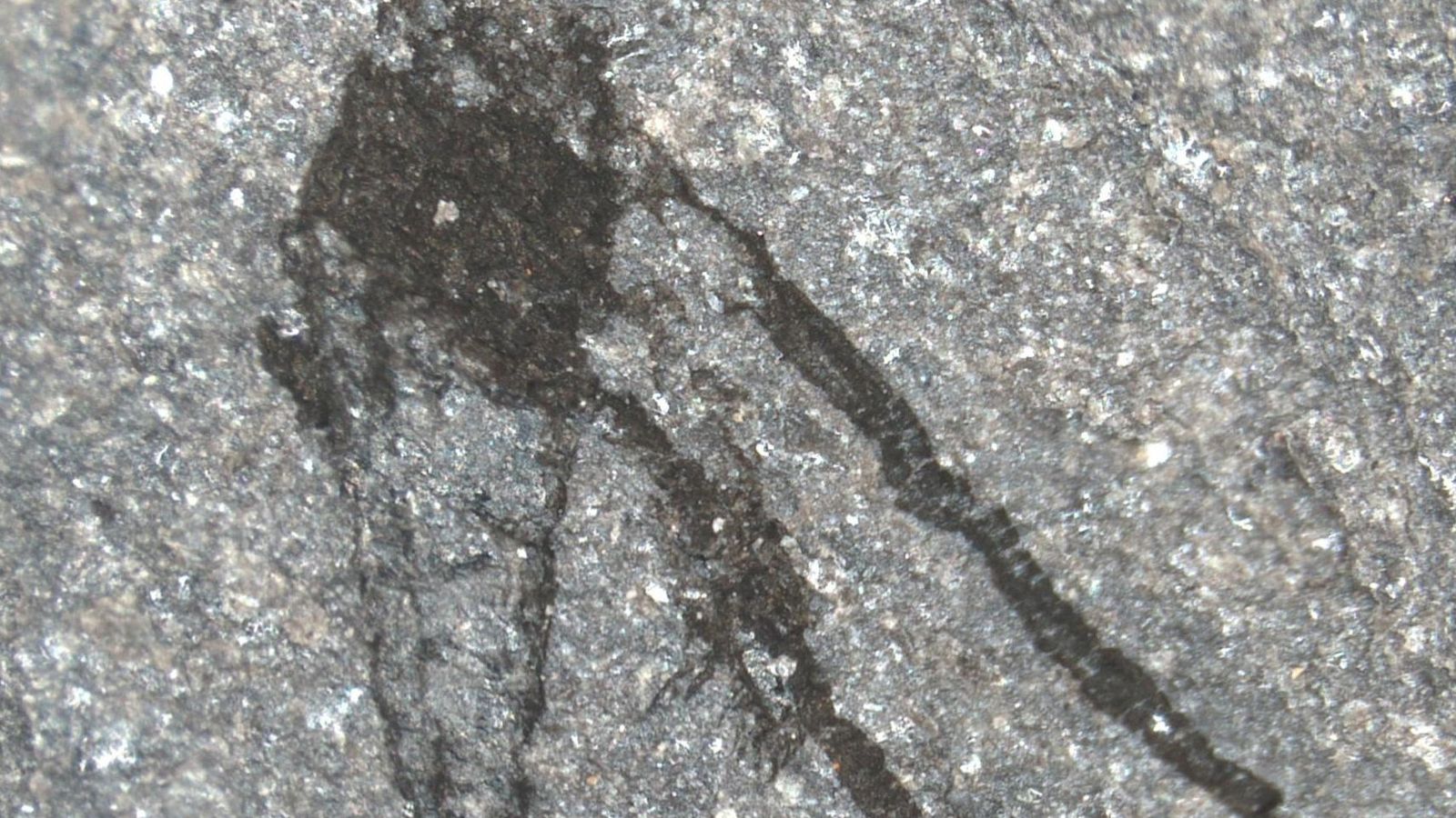 Powys: Experts find fossils of over 170 species in rock more than 460 ...