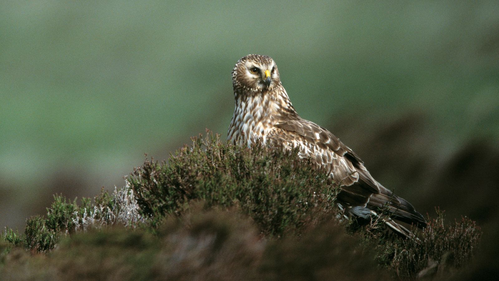 Endangered hen harriers illegally killed on grouse moors, says RSPB ...