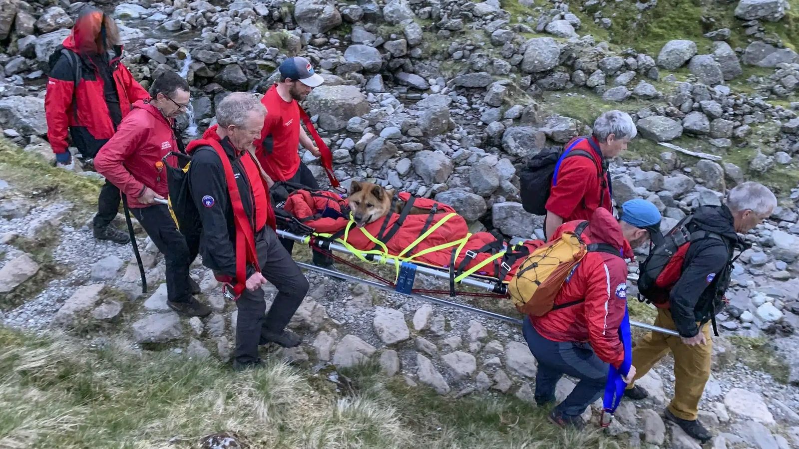 Dog rescued from England's highest mountain after 'refusing to move ...